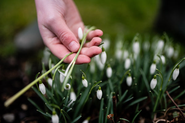 March Magic: Exploring Nature's Awakening in the UK – The Den Kit Co.
